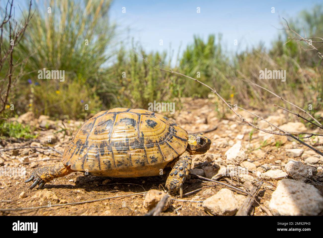 Small Moorish tortoise crawling on rough rocky ground near grassy field ...