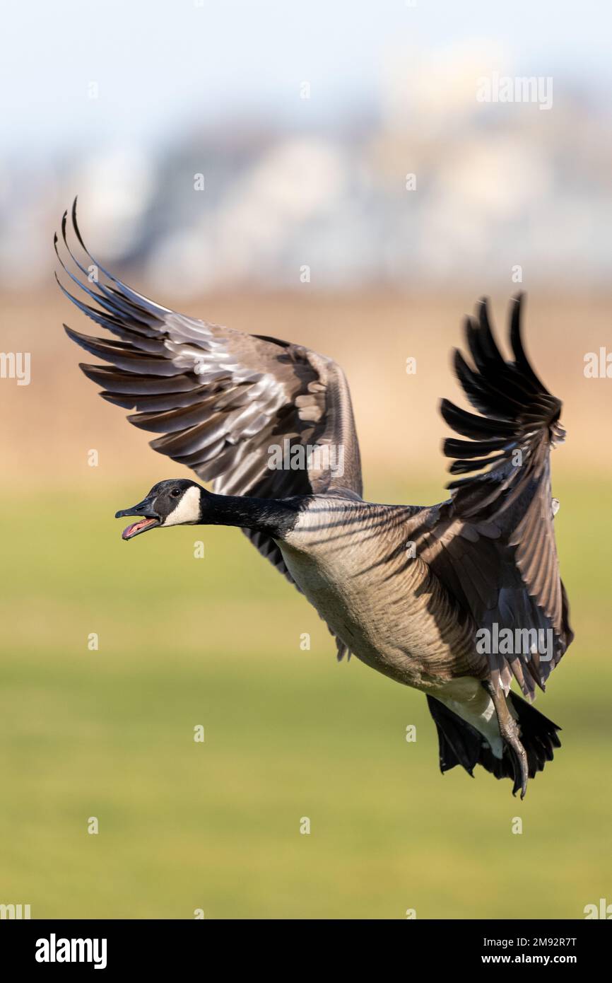 A vertical of an aggressive Canadian goose (Branta canadensis) with ...