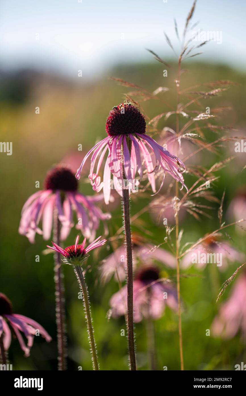 Closeup of pale purple coneflower with thin stem growing on grassy ...