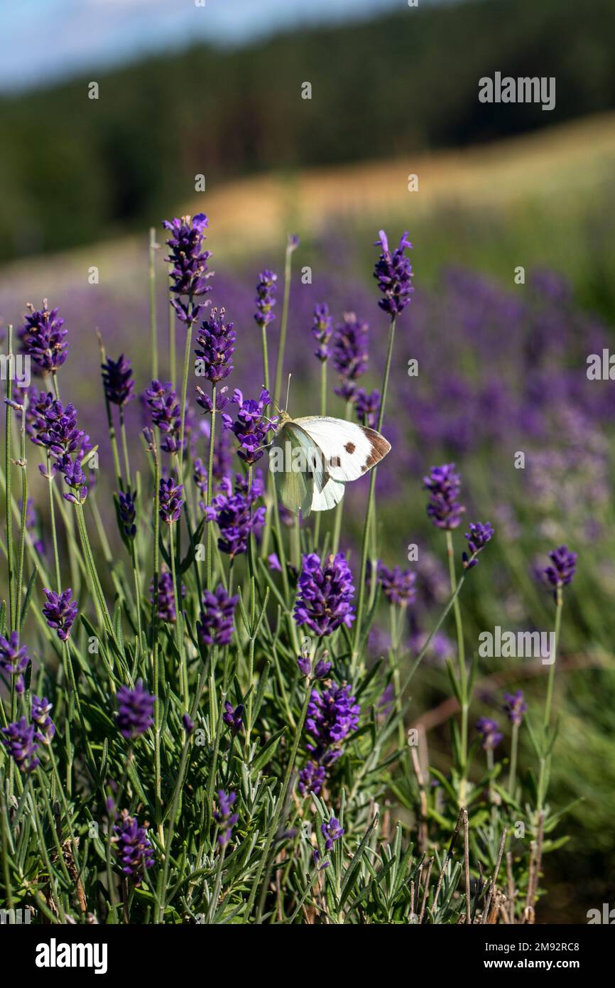 Small purple flowers of lavender field on sunny day with beautiful ...