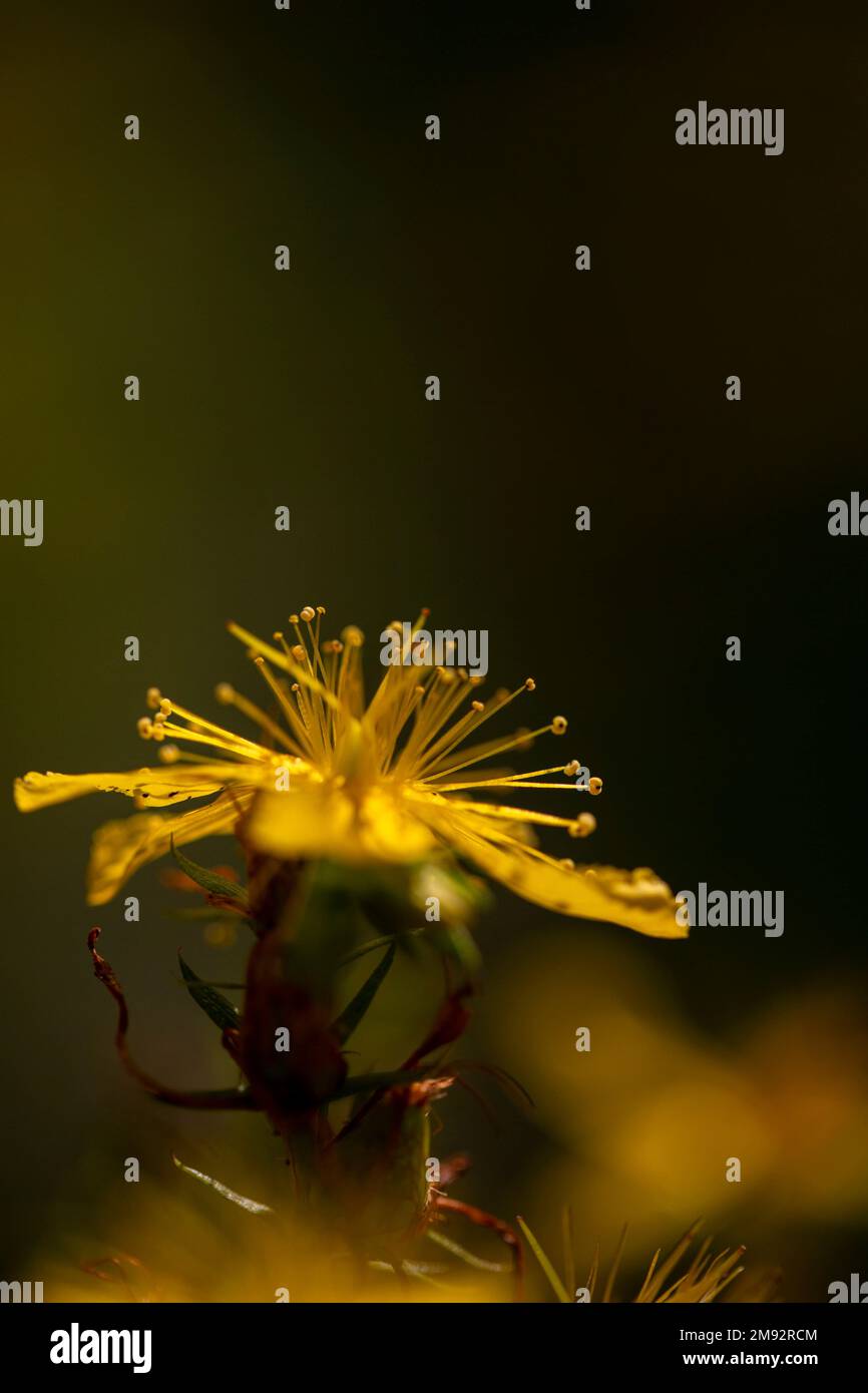 Closeup of bright yellow blooming Barbe de Saint-Jean flowers growing ...