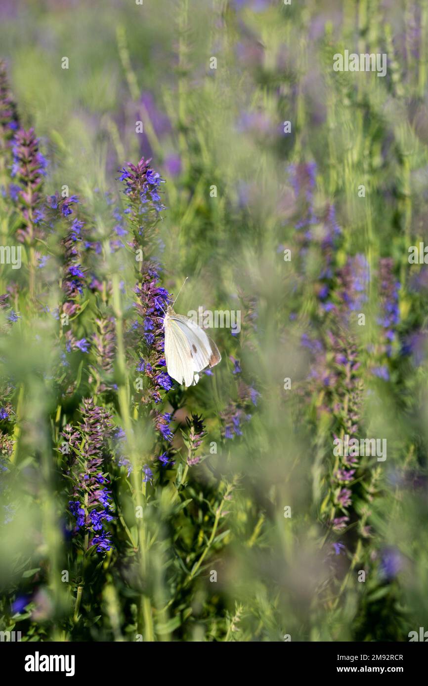 Small purple flowers of lavender field on sunny day with beautiful ...