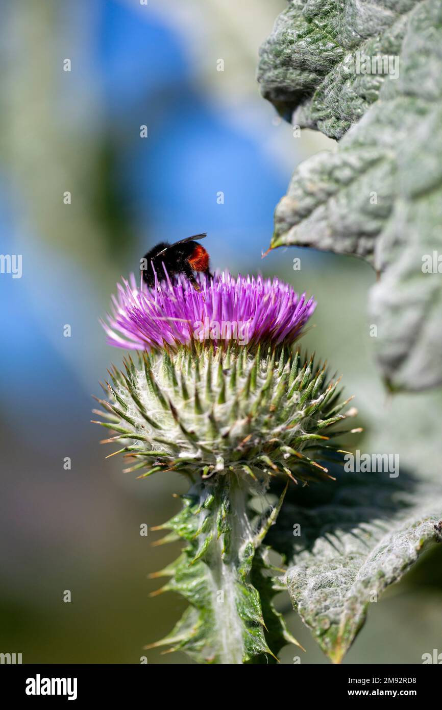 Closeup of cotch thistle flower with bright purple petals and green ...