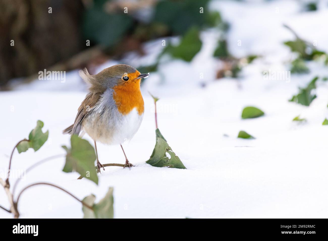 A closeup of a cute European robin (Erithacus rubecula) resting on the ...