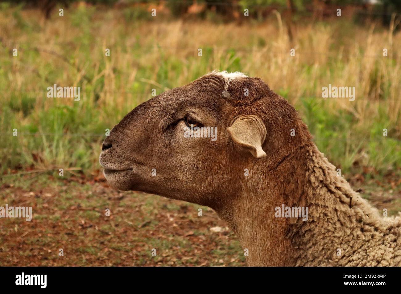 A portrait of a sheep on a farm Stock Photo - Alamy
