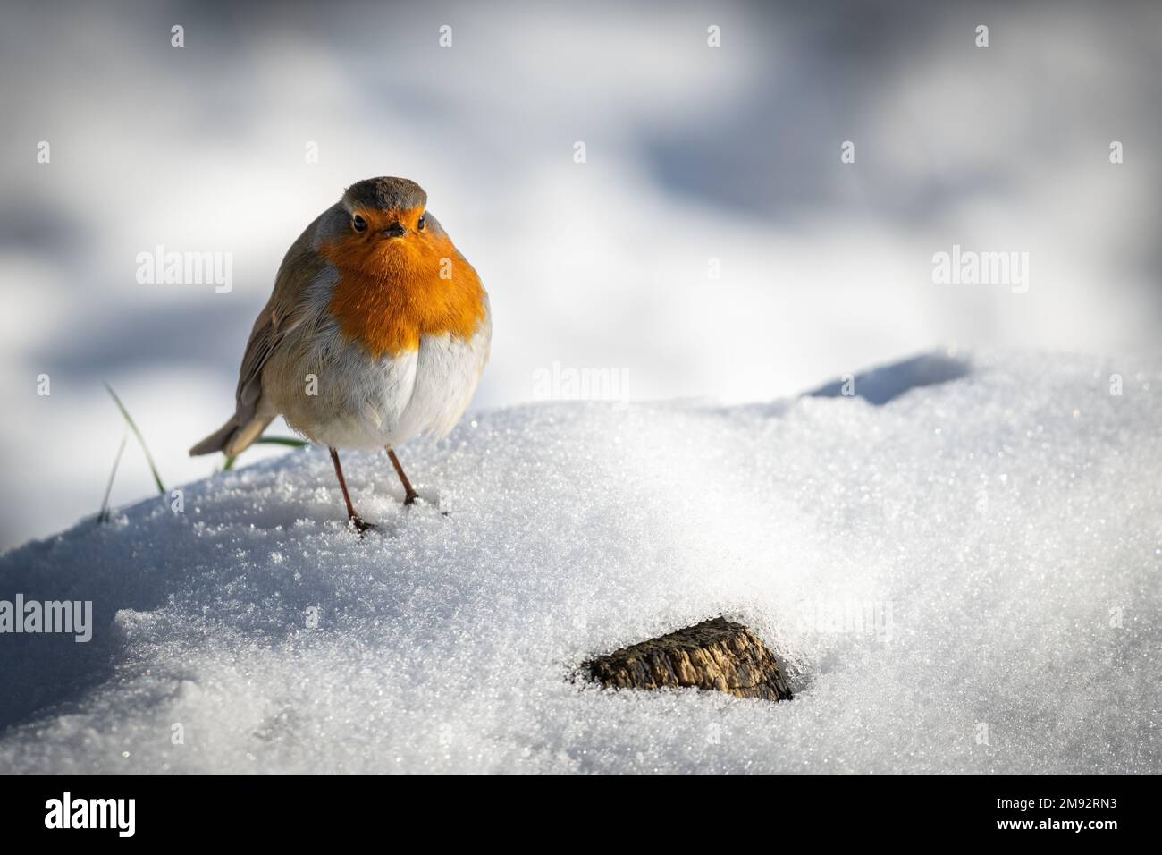 A closeup of a cute European robin (Erithacus rubecula) resting on the ...