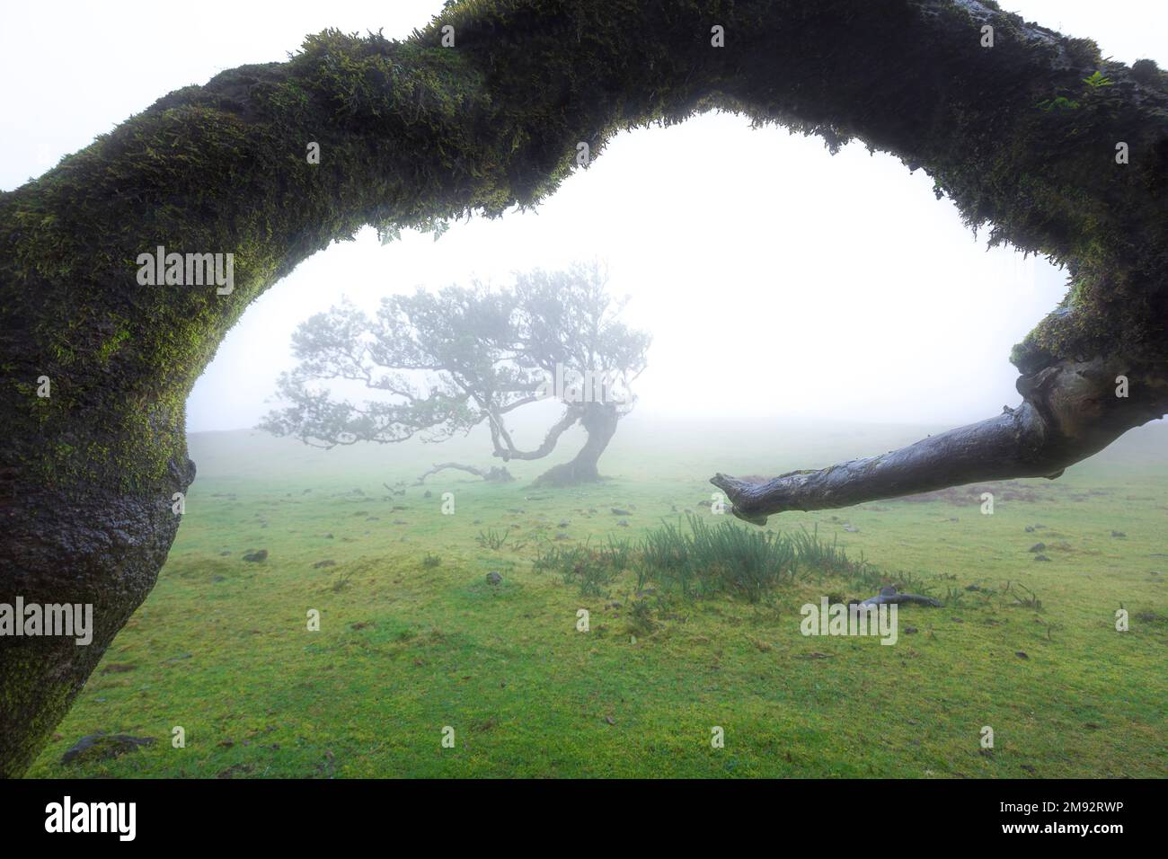From above of arched old thick tree growing on grassy field in woods on ...