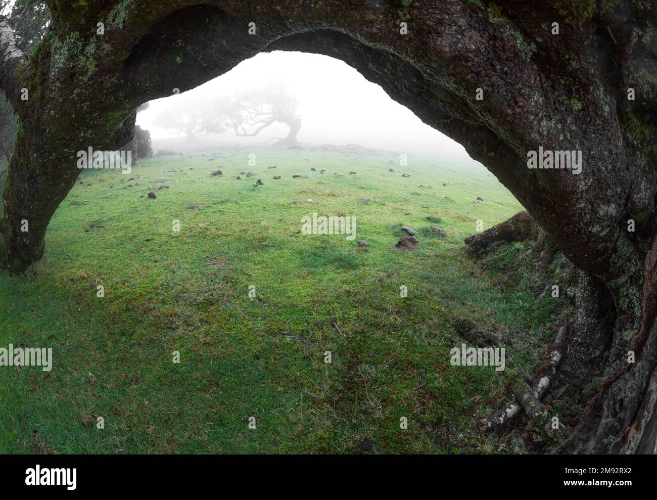 From above of arched old thick tree growing on grassy field in woods on ...