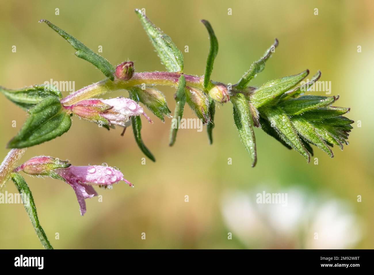 Macro shot of a red bartsia (odonites vernus) plant covered in dew ...