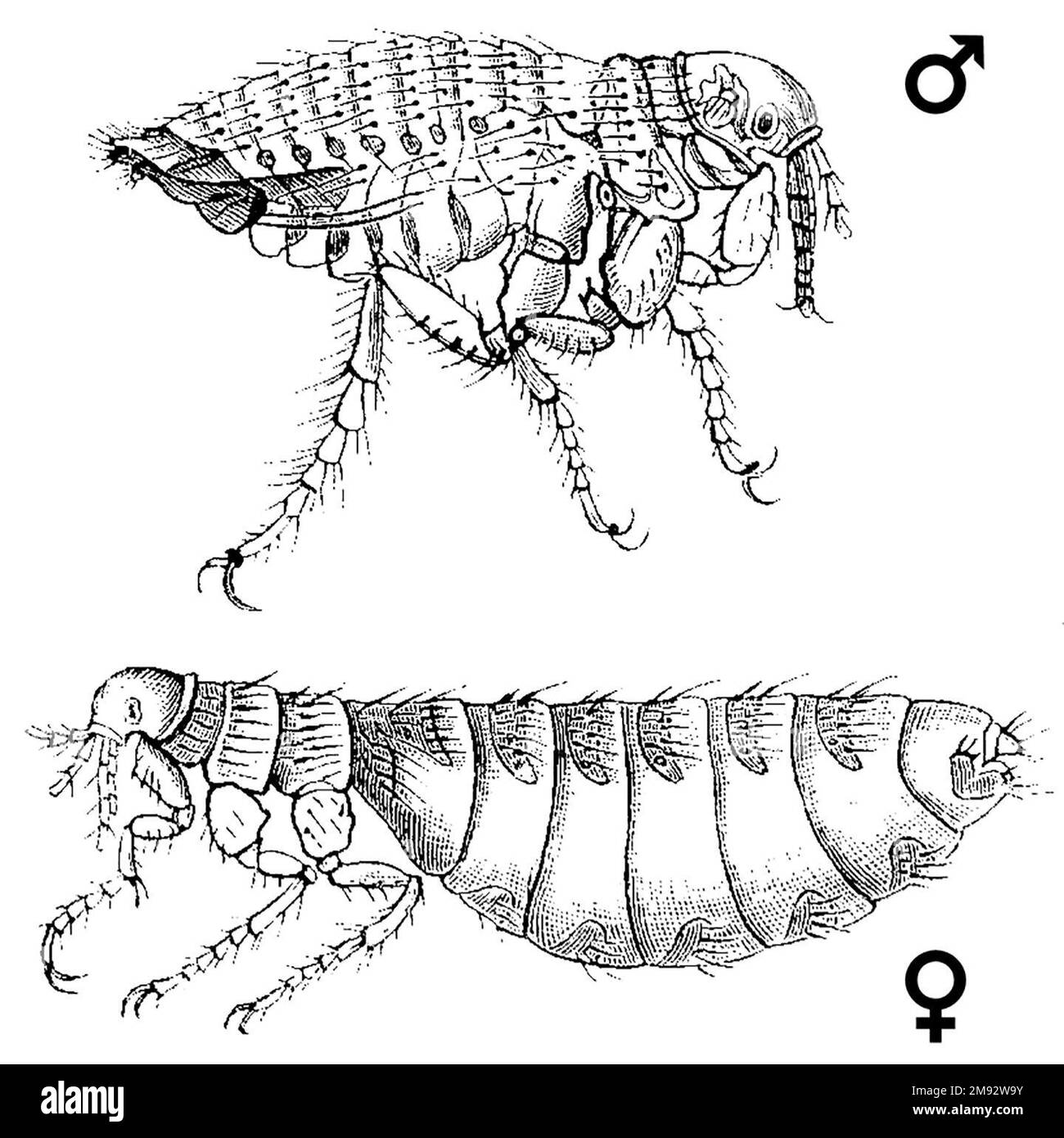 Alakurt, or Tien Shan flea (Vermipsylla alakurt). Above is a male ...
