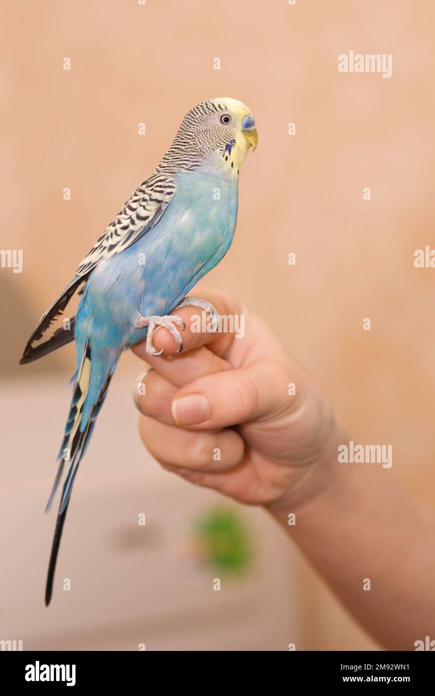 Budgie is sitting on a hand Stock Photo - Alamy