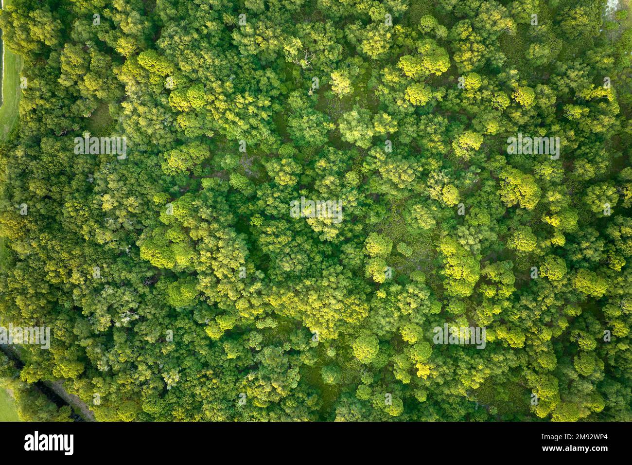 Top down flat aerial view of dark lush forest with green trees canopies ...