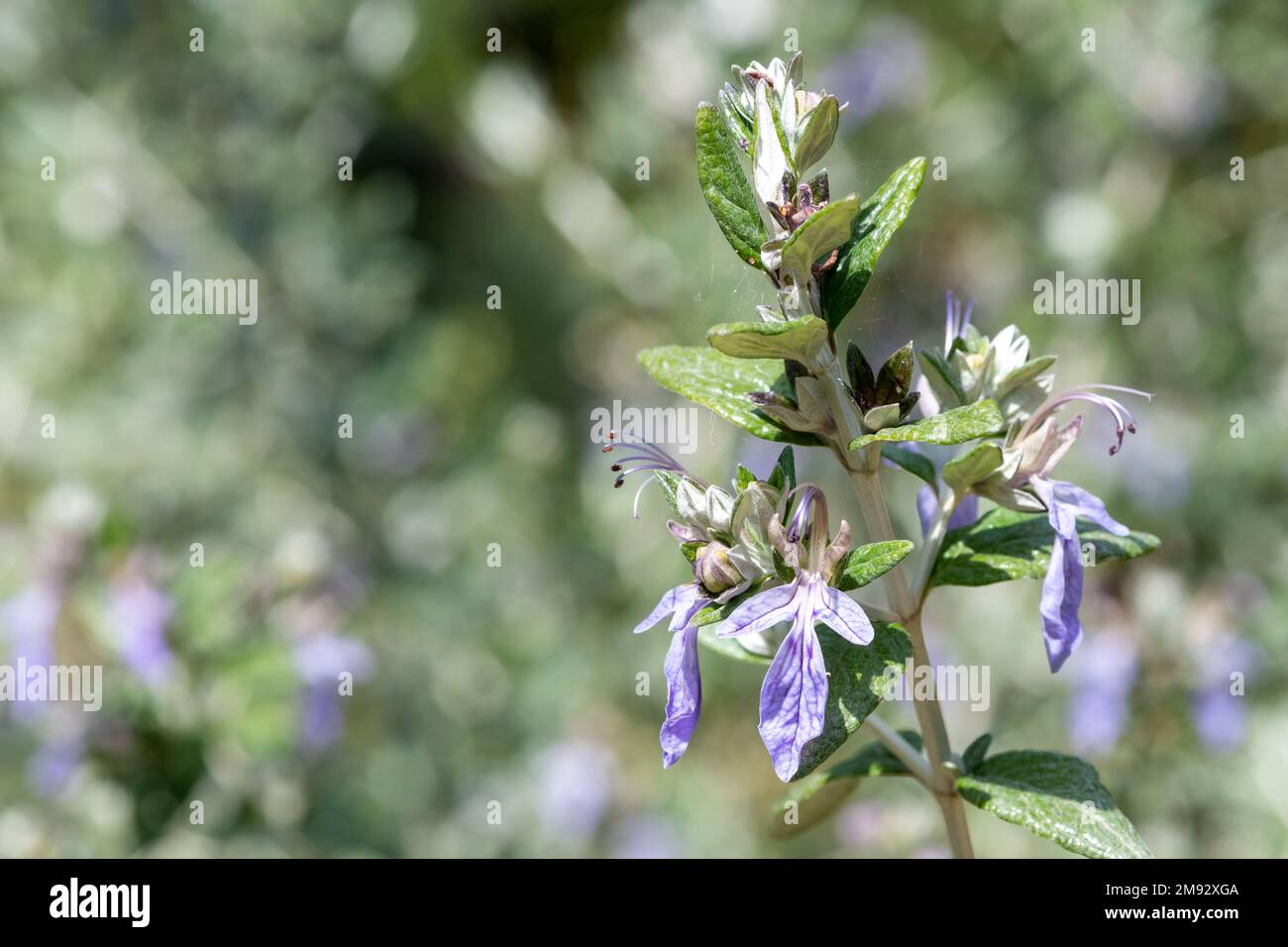 Germander bush hi-res stock photography and images - Alamy