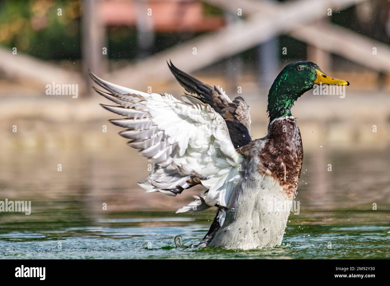 a close up image of a duck flapping and cleaning its wings on a lake ...