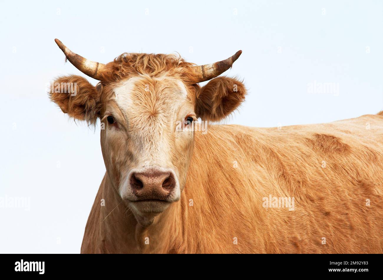 Portrait of the cow Stock Photo - Alamy
