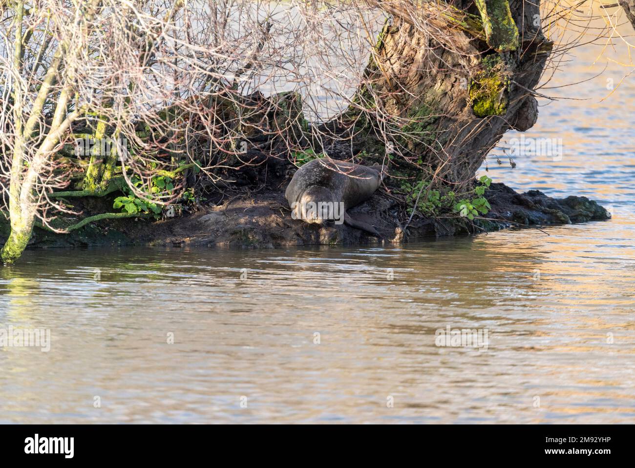Seal on an island in Rochford Reservoir freshwater lake after finding ...