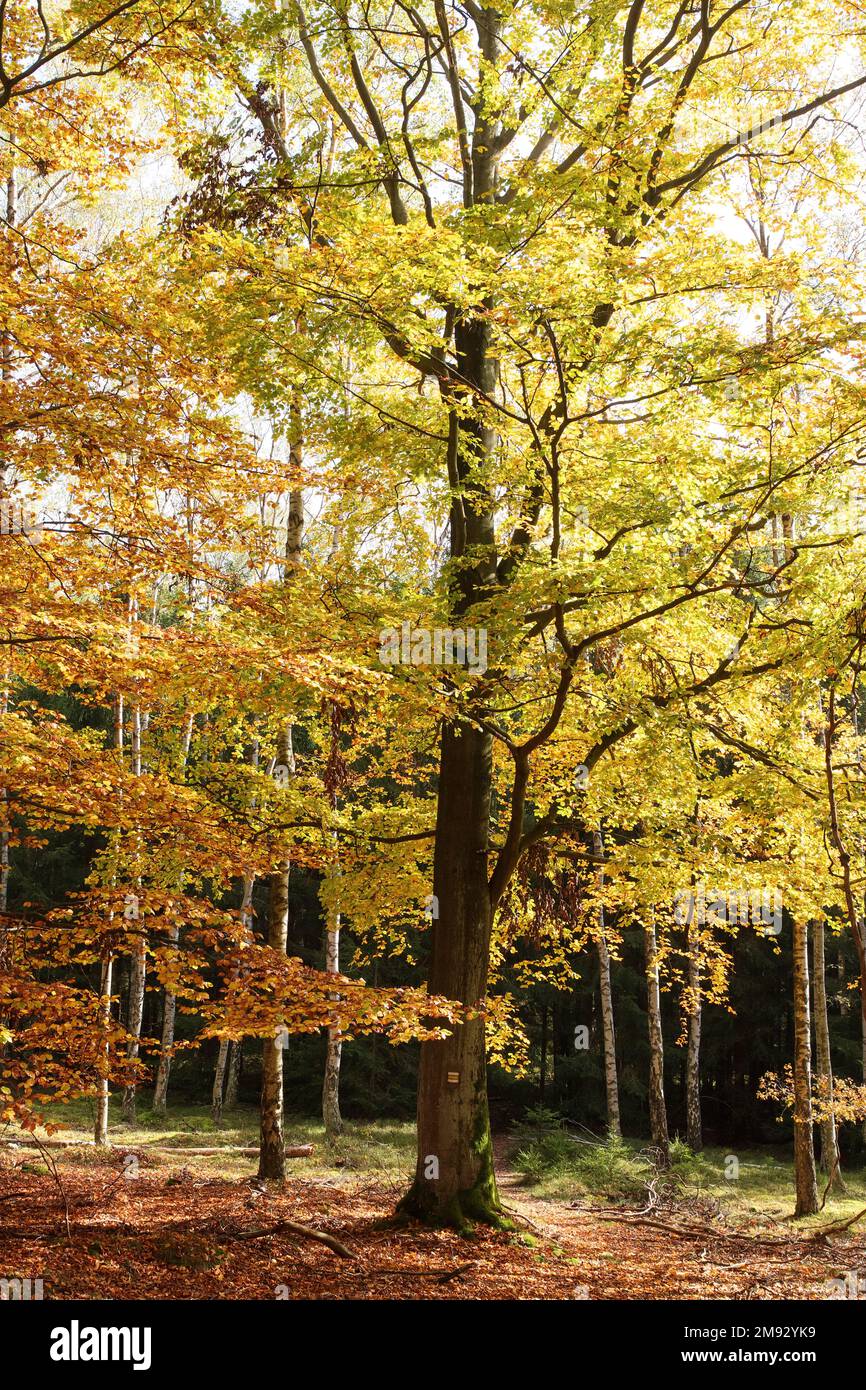 Golden colored hi-res stock photography and images - Alamy