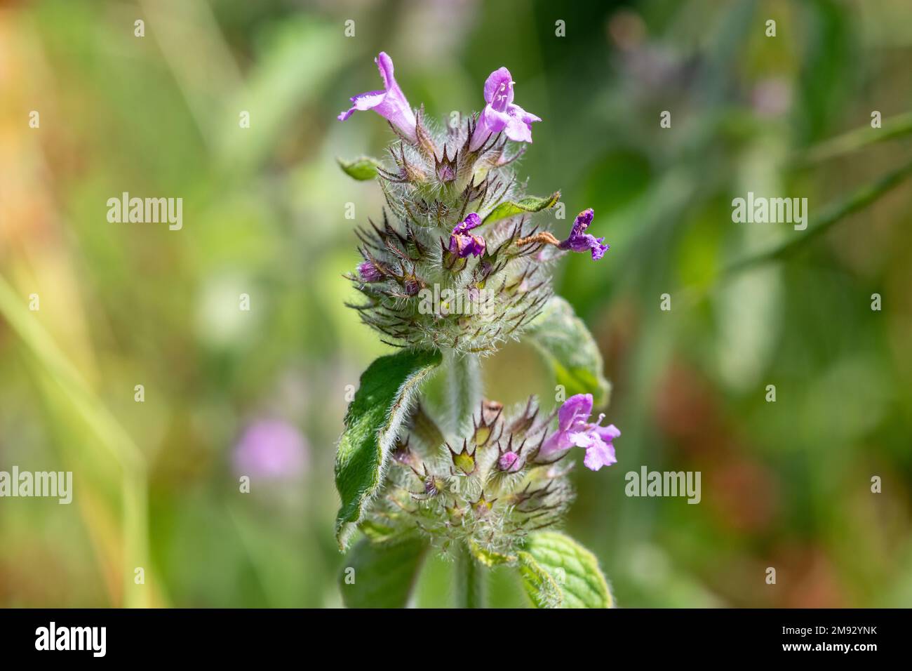 Macro shot of a wild basil (clinopodium vulgare) plant in bloom Stock ...