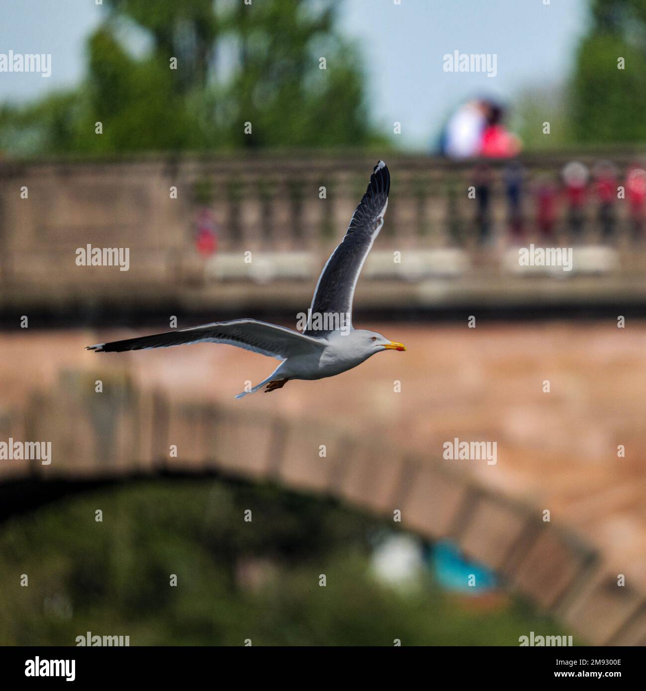 A closeup of a beautiful grey seagull in flight on a sunny day Stock ...