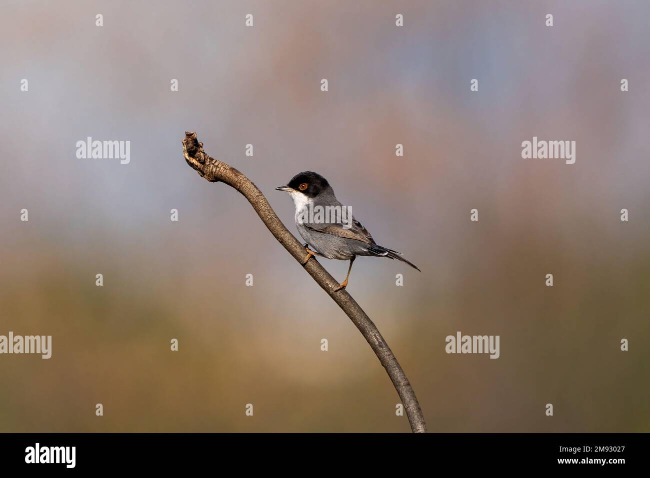 The Sardinian warbler (Curruca melanocephala) is a common and ...