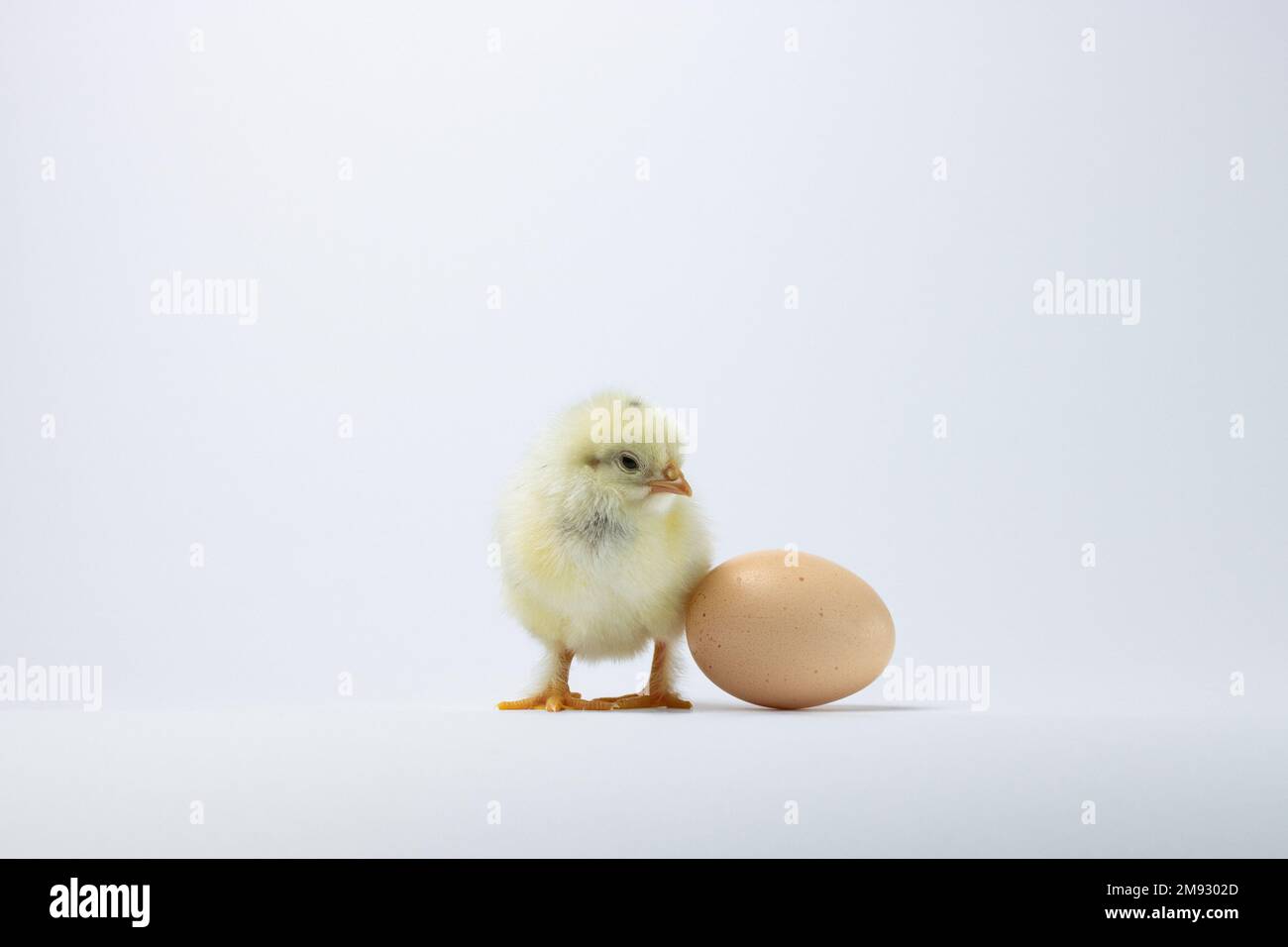 A beautiful shot of a Brahma chicken and an egg isolated on a white ...