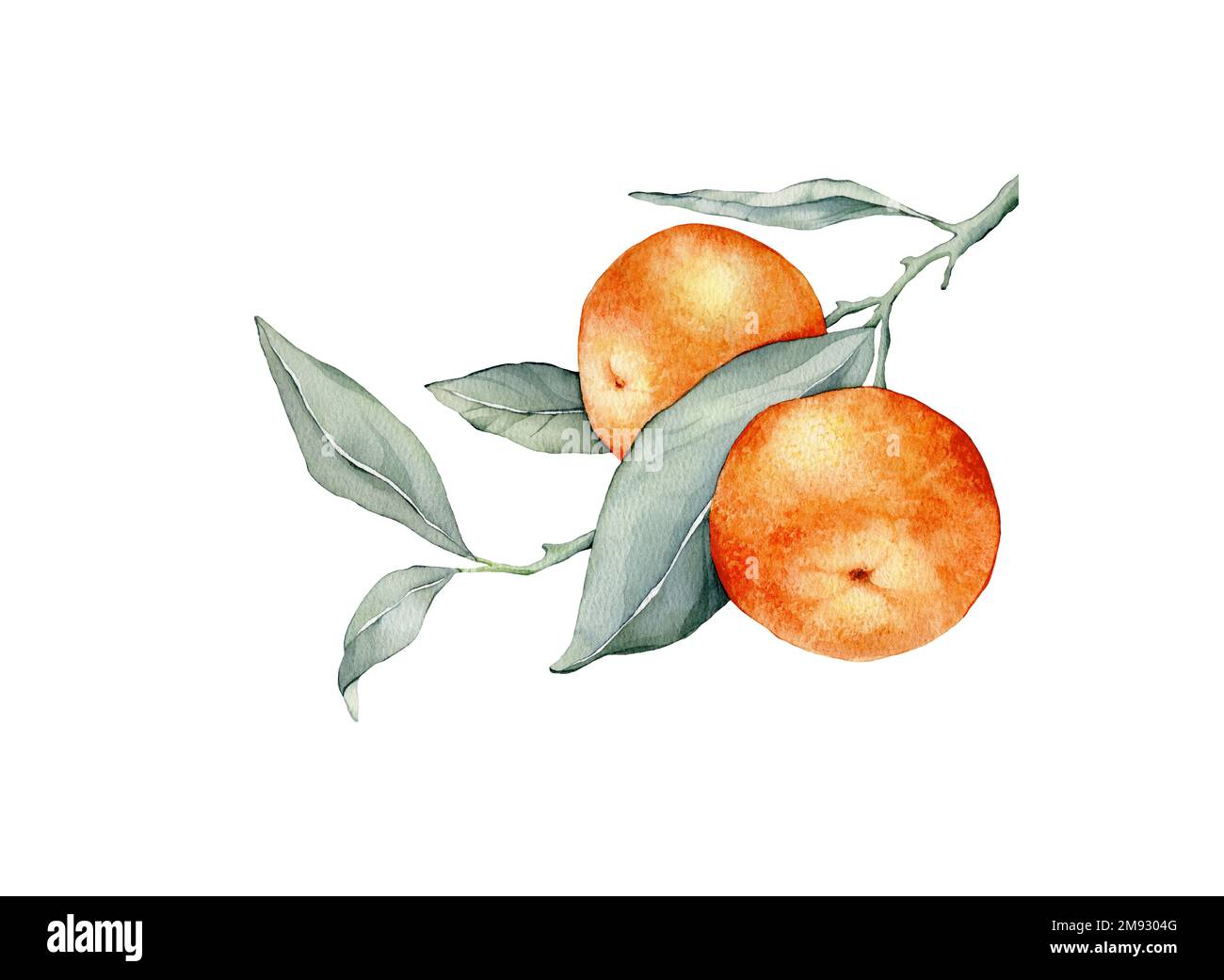 Mandarin branches with green leaves. Isolated. Watercolor illustration ...