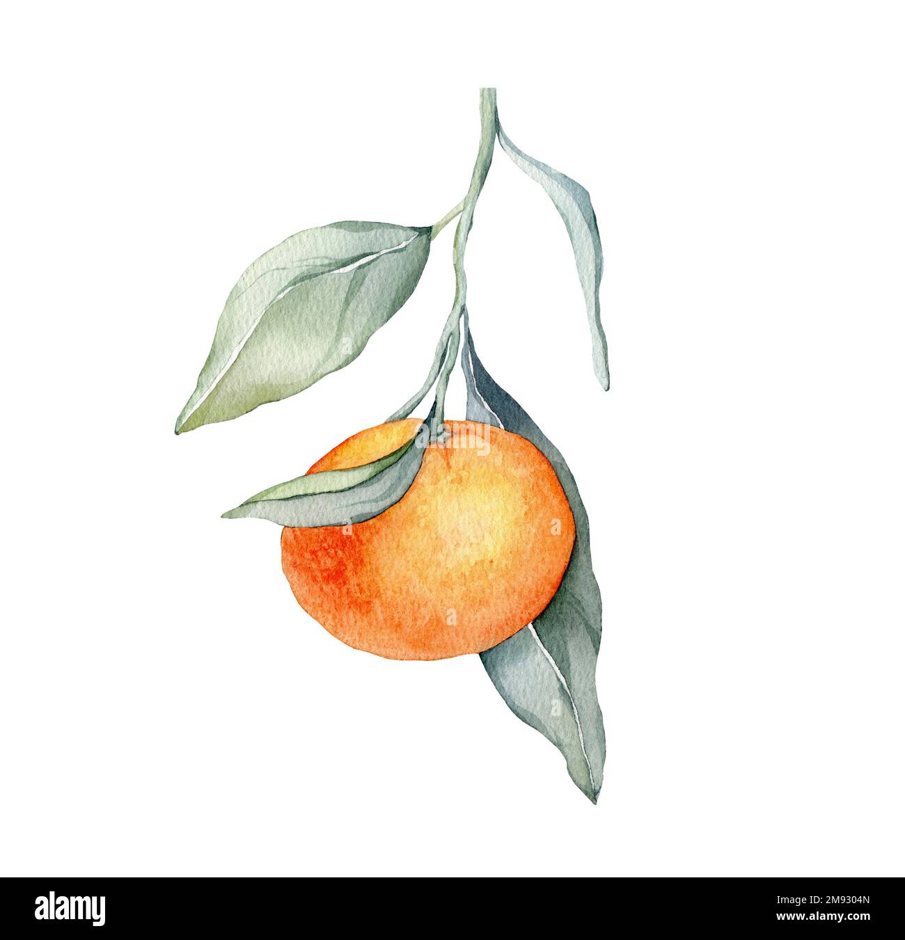 Mandarin branches with green leaves. Isolated. Watercolor illustration ...