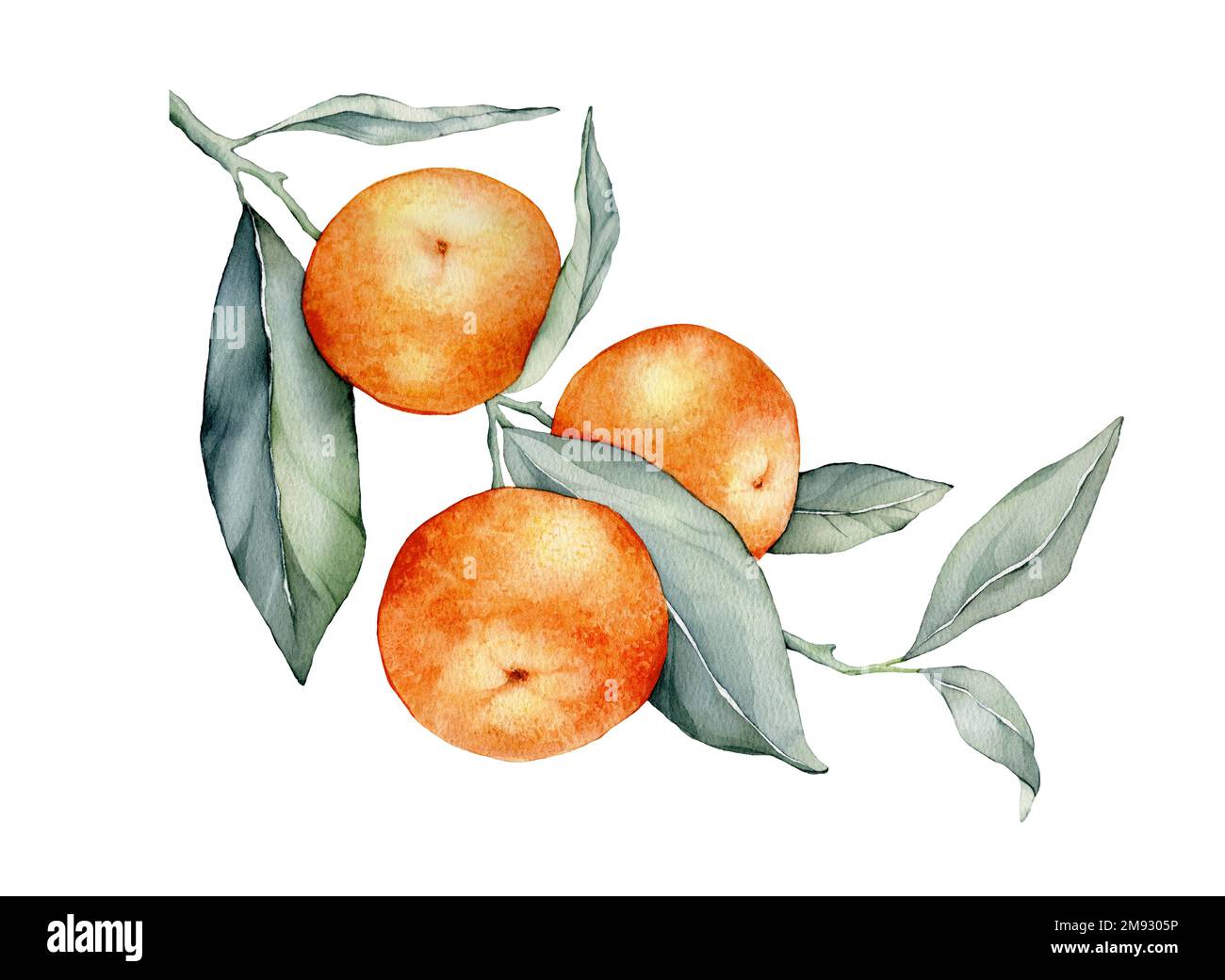Mandarin branches with green leaves. Isolated. Watercolor illustration ...