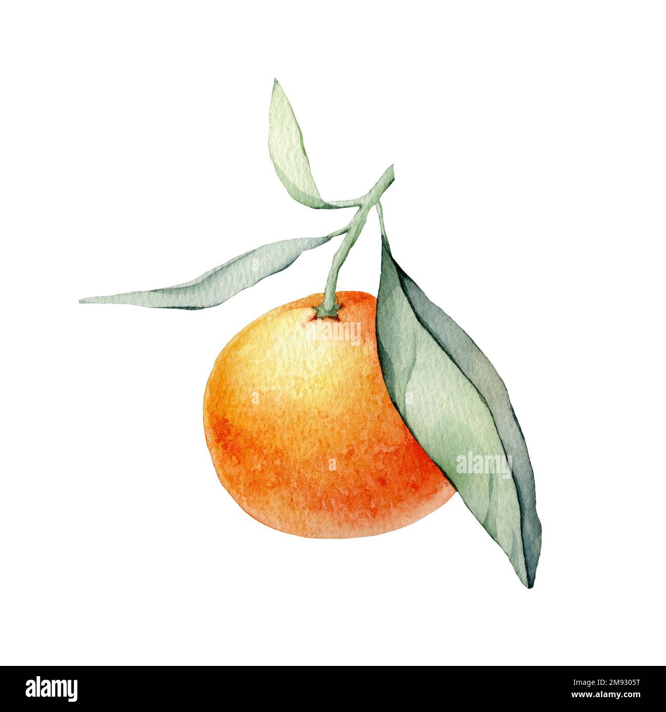 Mandarin branches with green leaves. Isolated. Watercolor illustration ...