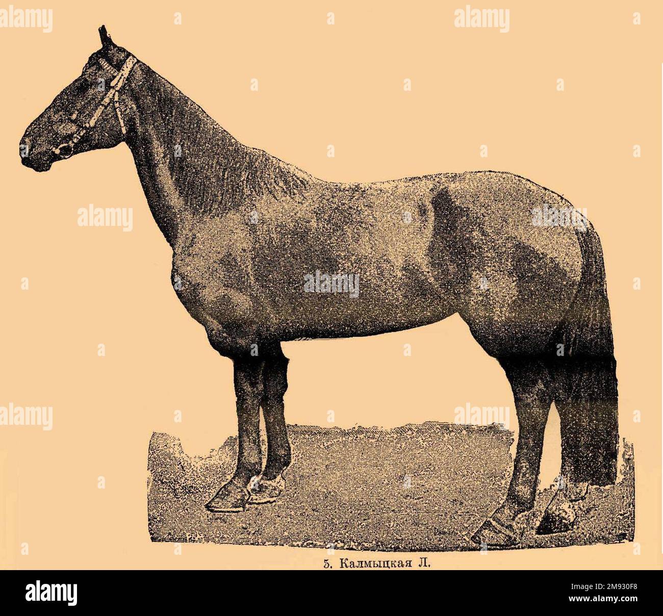 Kalmyk horse hi-res stock photography and images - Alamy