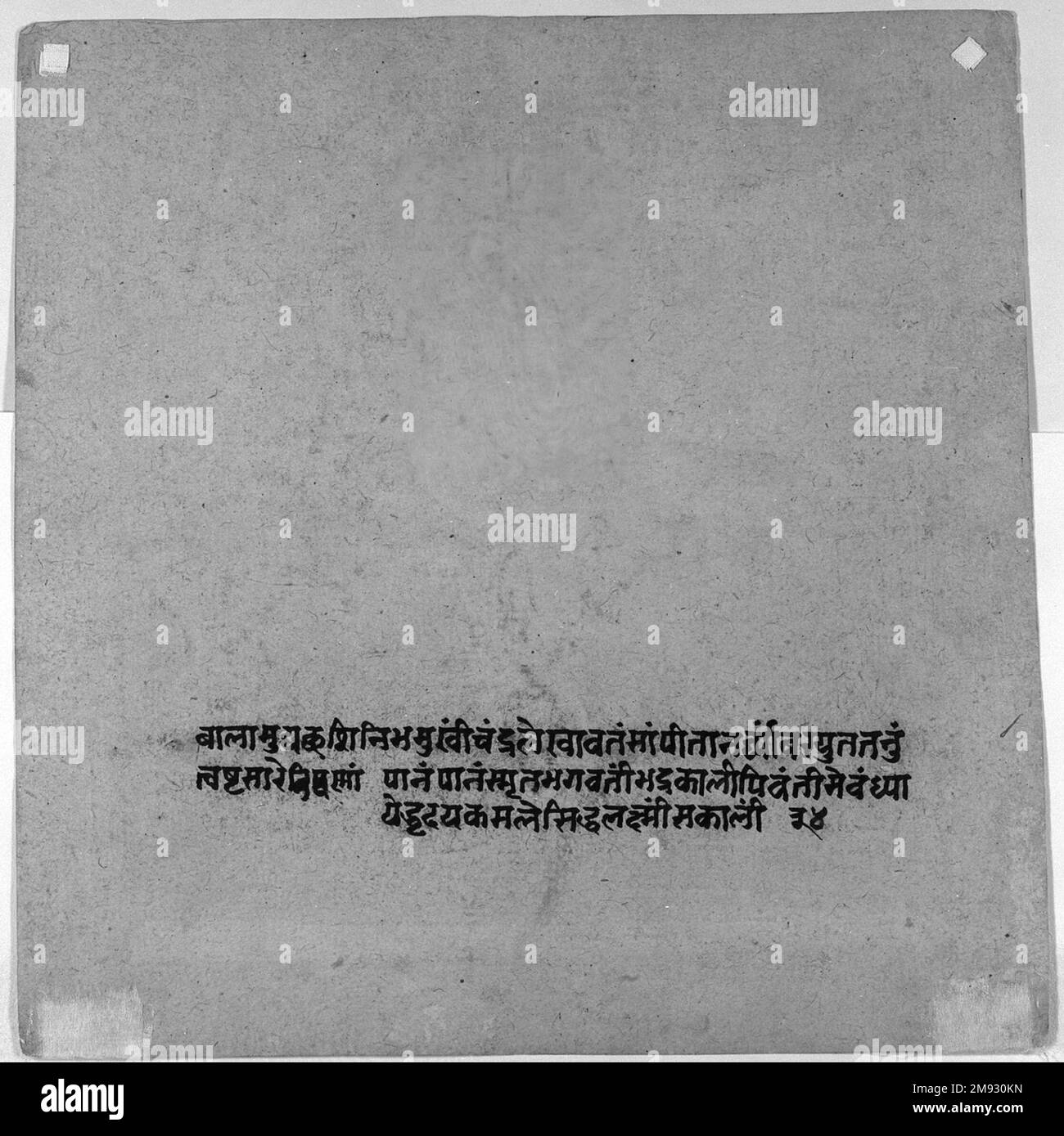 The gold beetle Black and White Stock Photos & Images - Alamy