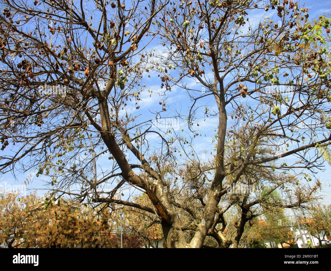 Spring wind in the trees Stock Photo - Alamy