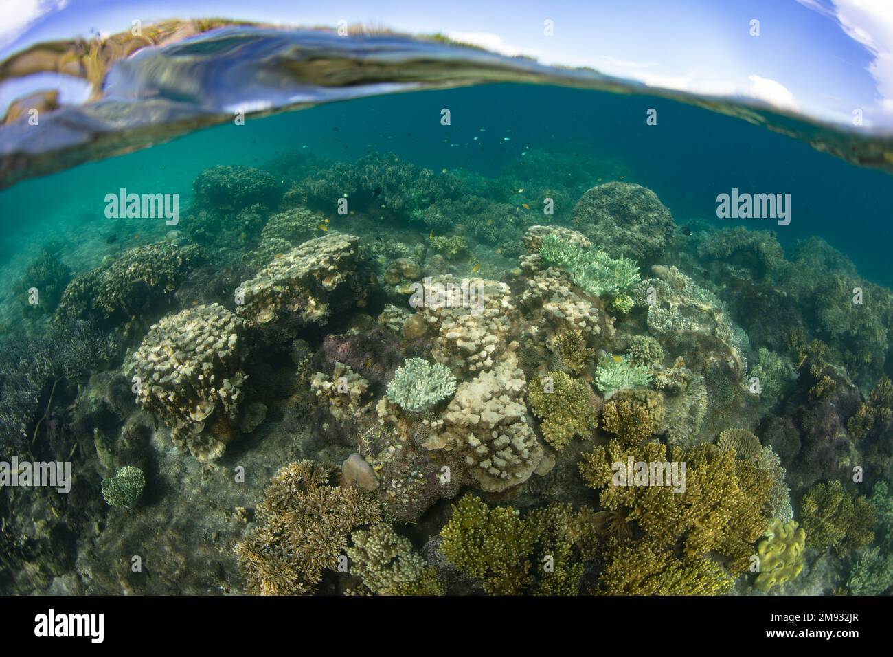 A coral reef composed of a variety of reef-building corals grows in the ...
