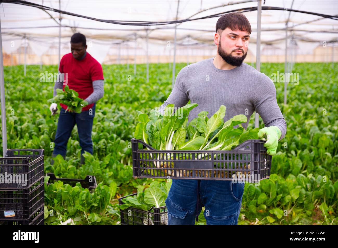 Hired worker carries plastic box with harvest of chard Stock Photo - Alamy