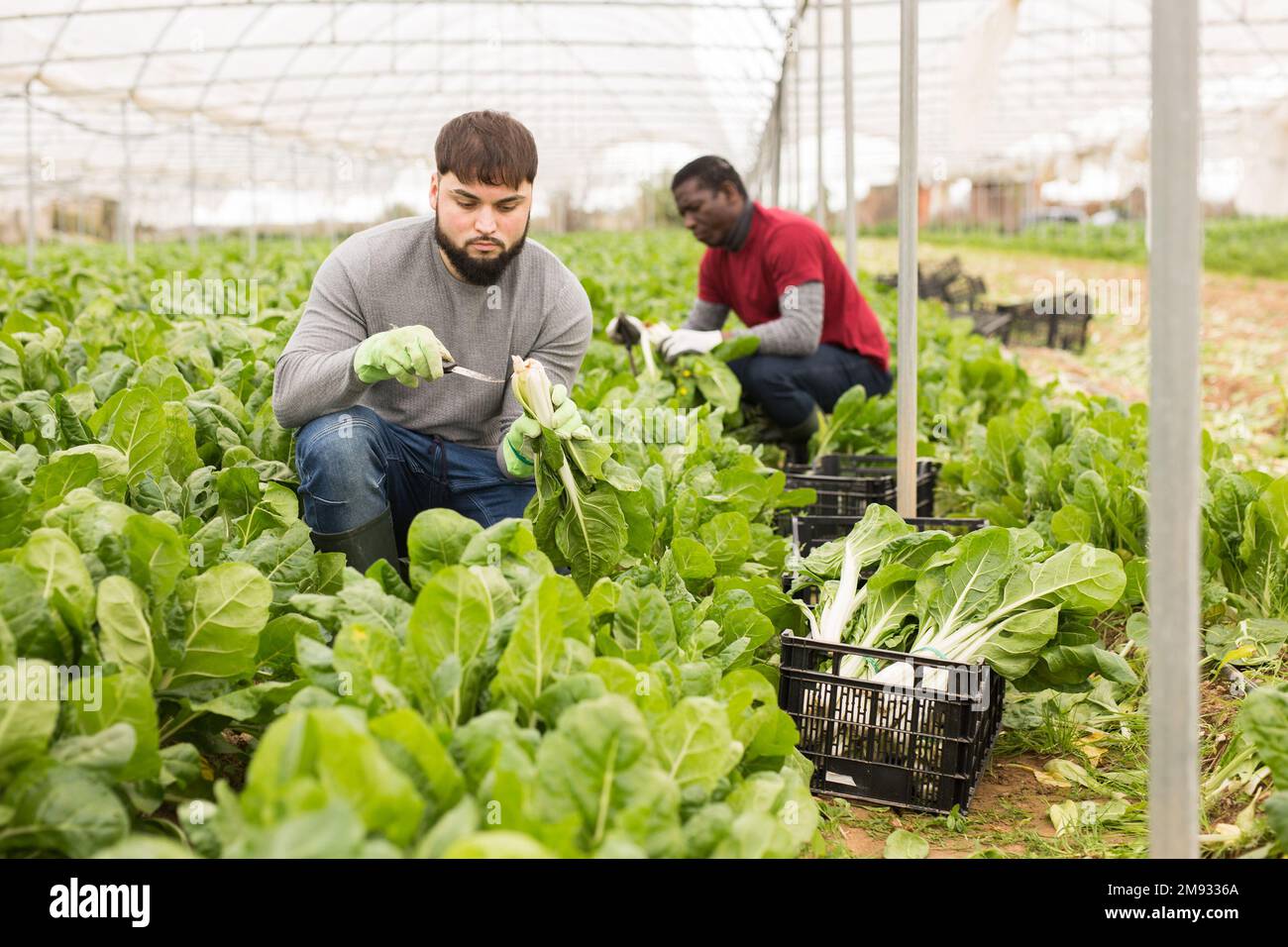 Young farmer harvesting Swiss chard Stock Photo - Alamy