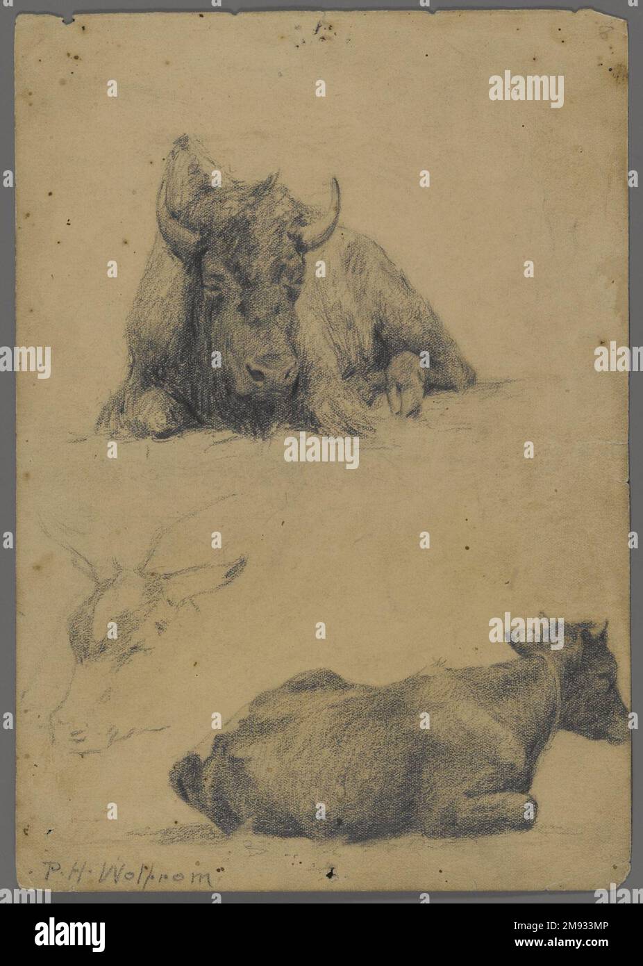 Bison 9 hi-res stock photography and images - Alamy