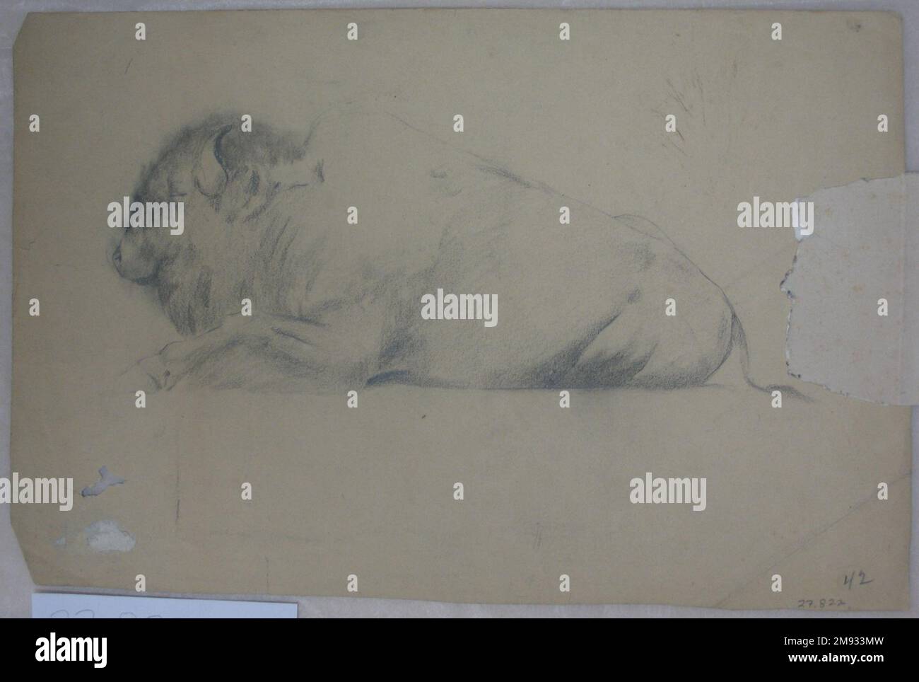 Head of Roaring Lion (recto) and Bison (verso) Philip H. Wolfrom ...