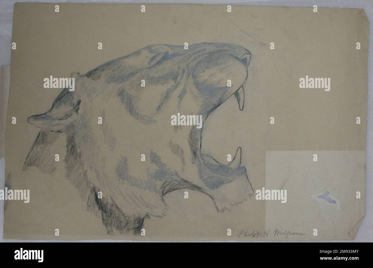 Head of Roaring Lion (recto) and Bison (verso) Philip H. Wolfrom ...