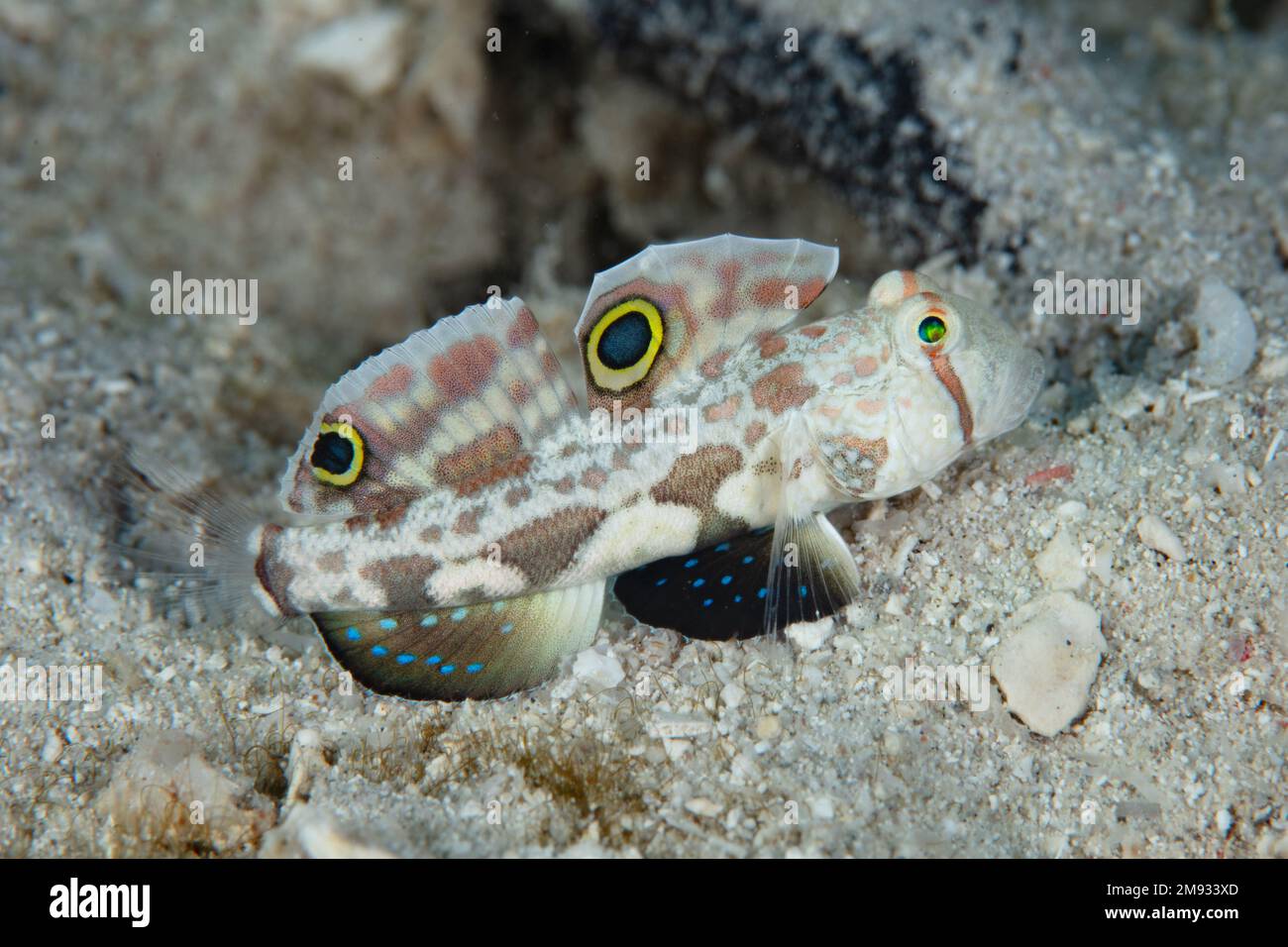 Twin spot goby hi-res stock photography and images - Alamy