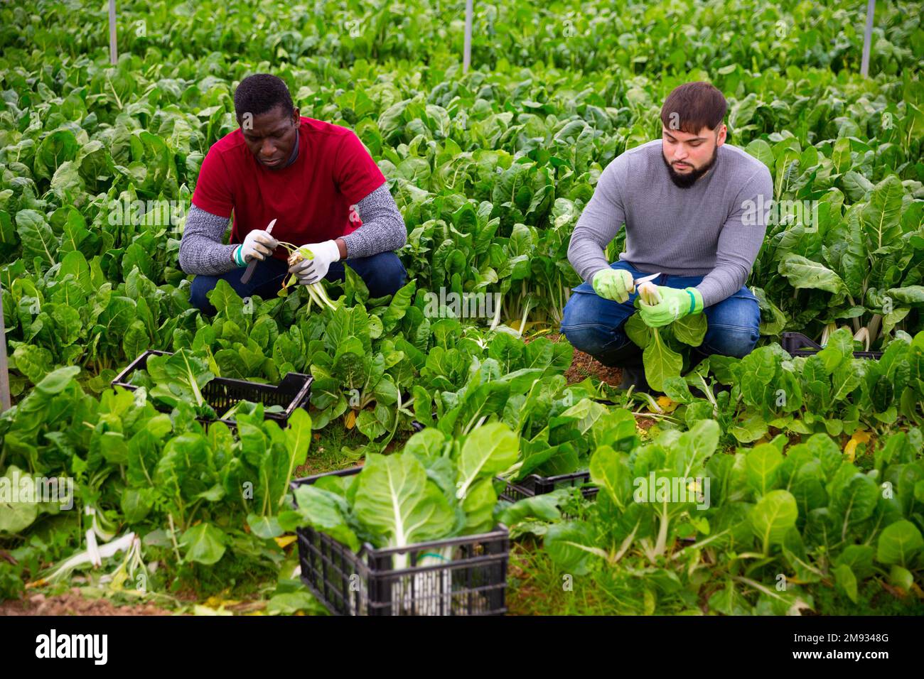 Farmers harvesting Swiss chard Stock Photo - Alamy