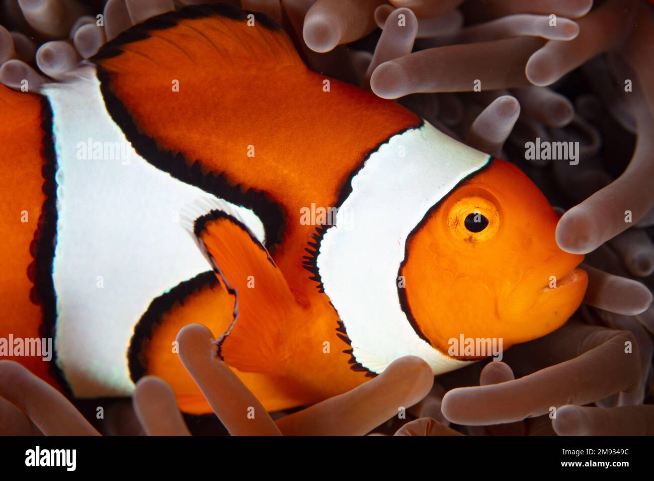 A clownfish, Amphiprion percula, swims among the tentacles of its ...
