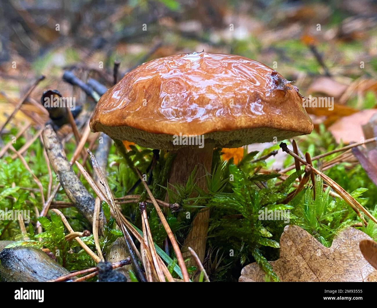 A selective focus of a fungus surrounded with dry and wet leaves on ...