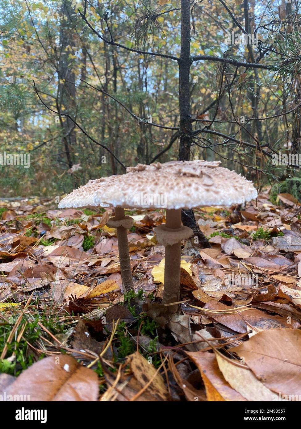 A vertical image of a parasol mushroom surrounded with dry leaves on a ...