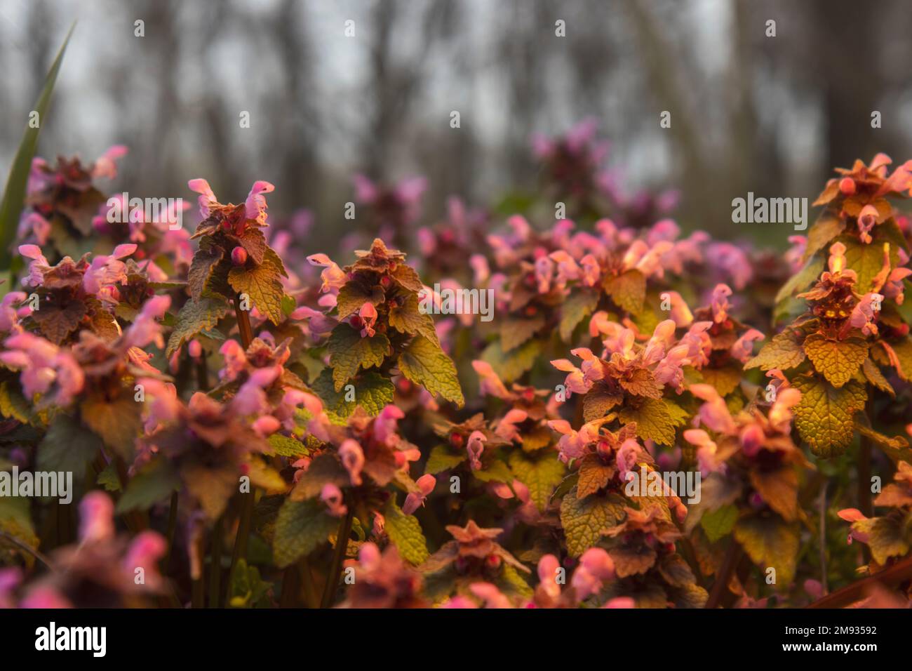 spring flowers in the evening light Stock Photo - Alamy