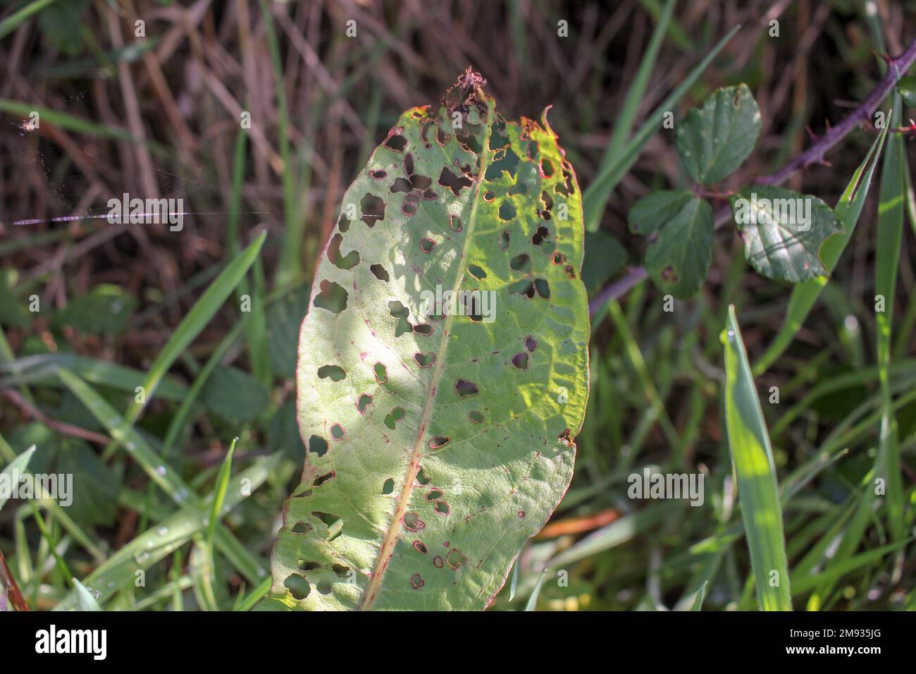 Tree eaten by insects hi-res stock photography and images - Alamy