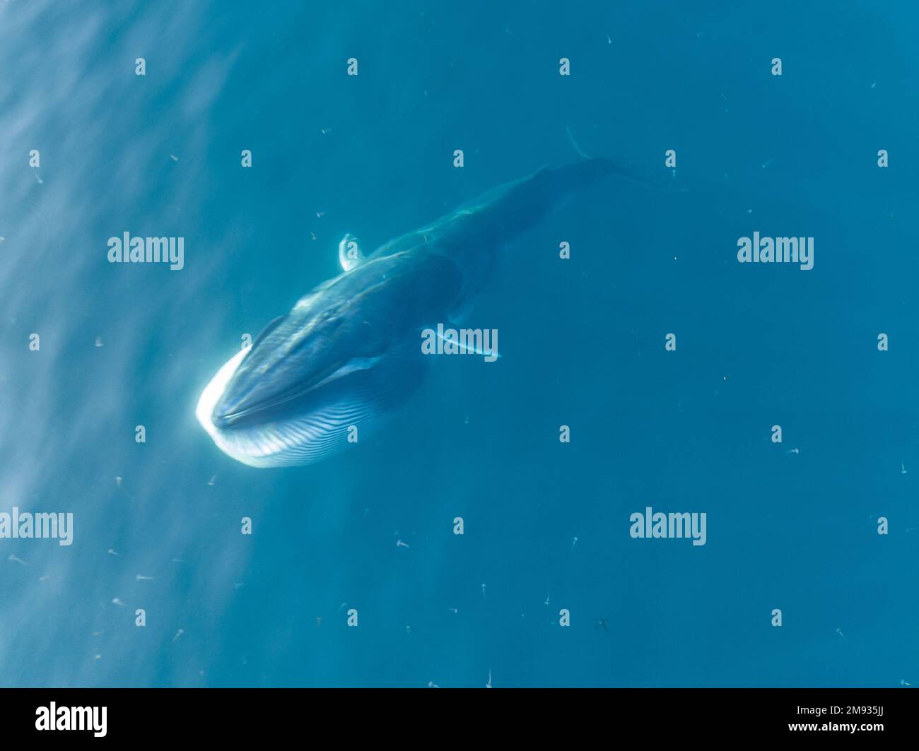 An Omura's whale, Balaenoptera omurai, a fast, little-known rorqual ...