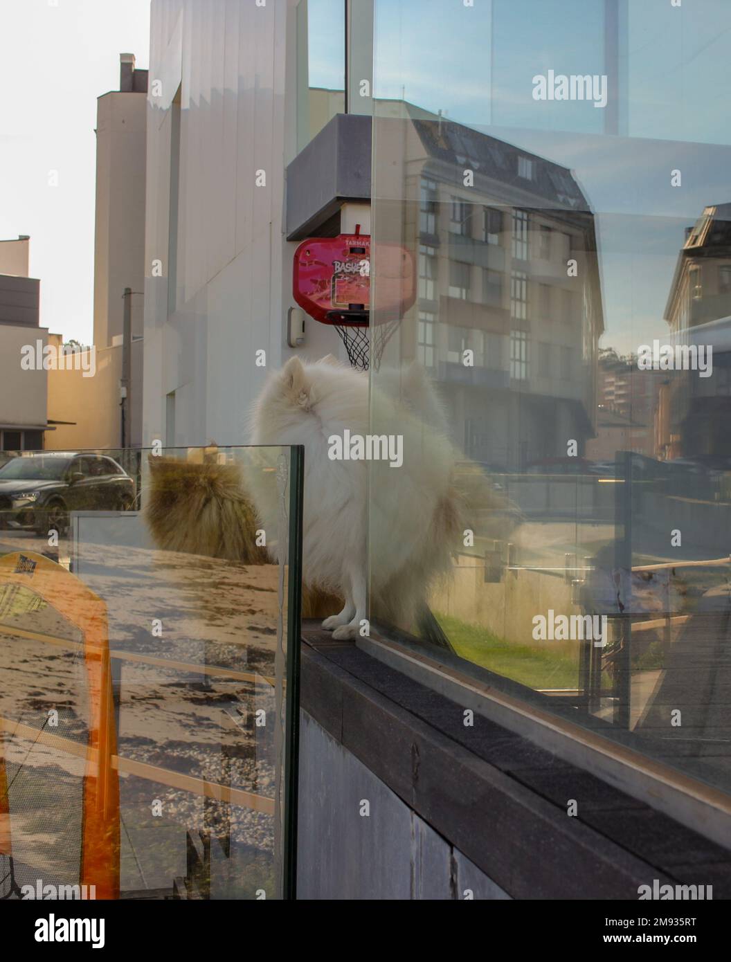 white dog reflected in a glass Stock Photo - Alamy