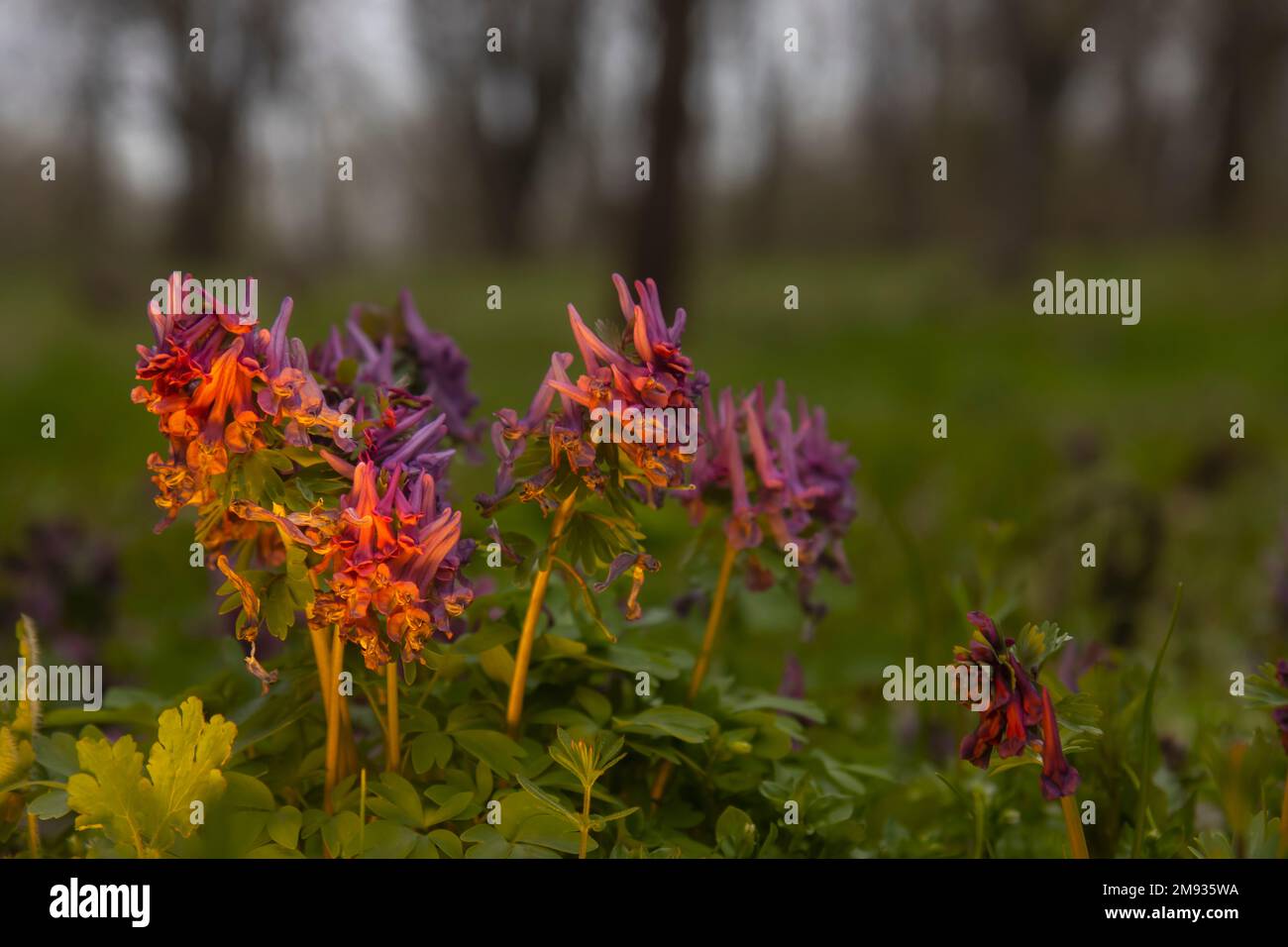Spring forest flowers hi-res stock photography and images - Alamy