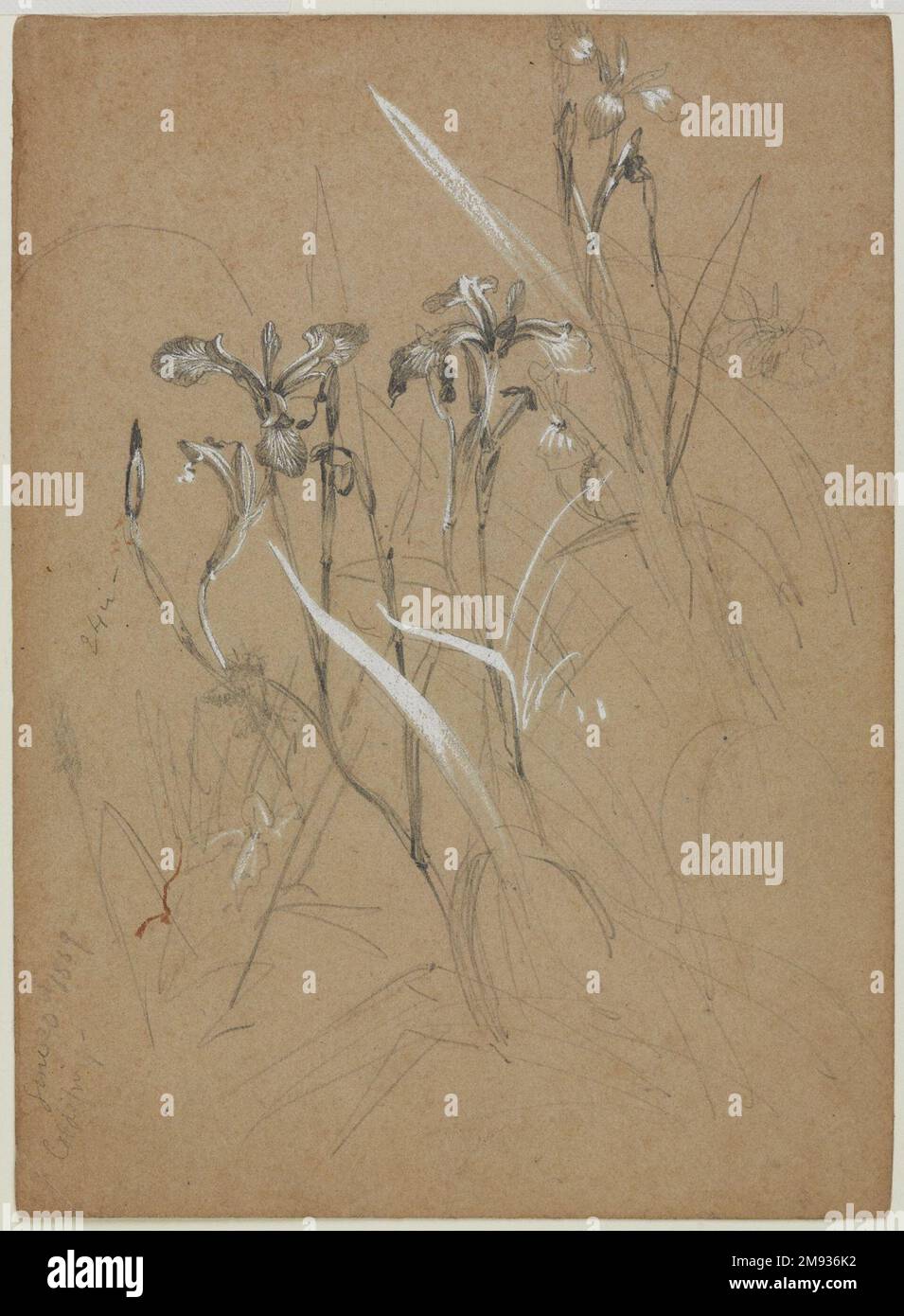 Plant Study William Trost Richards (American, 1833-1905). Plant Study ...