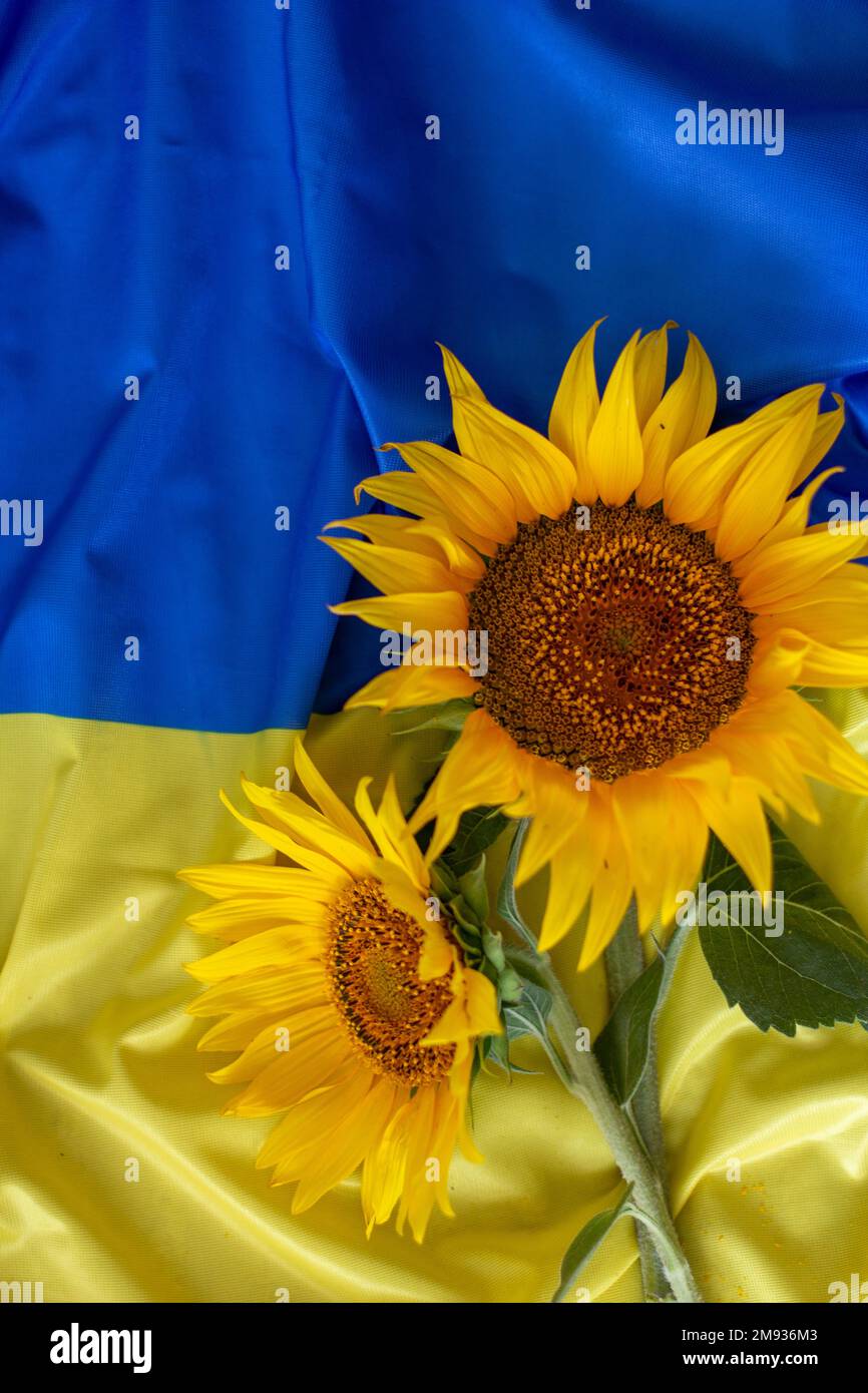Flag of Ukraine and sunflowers Stock Photo - Alamy